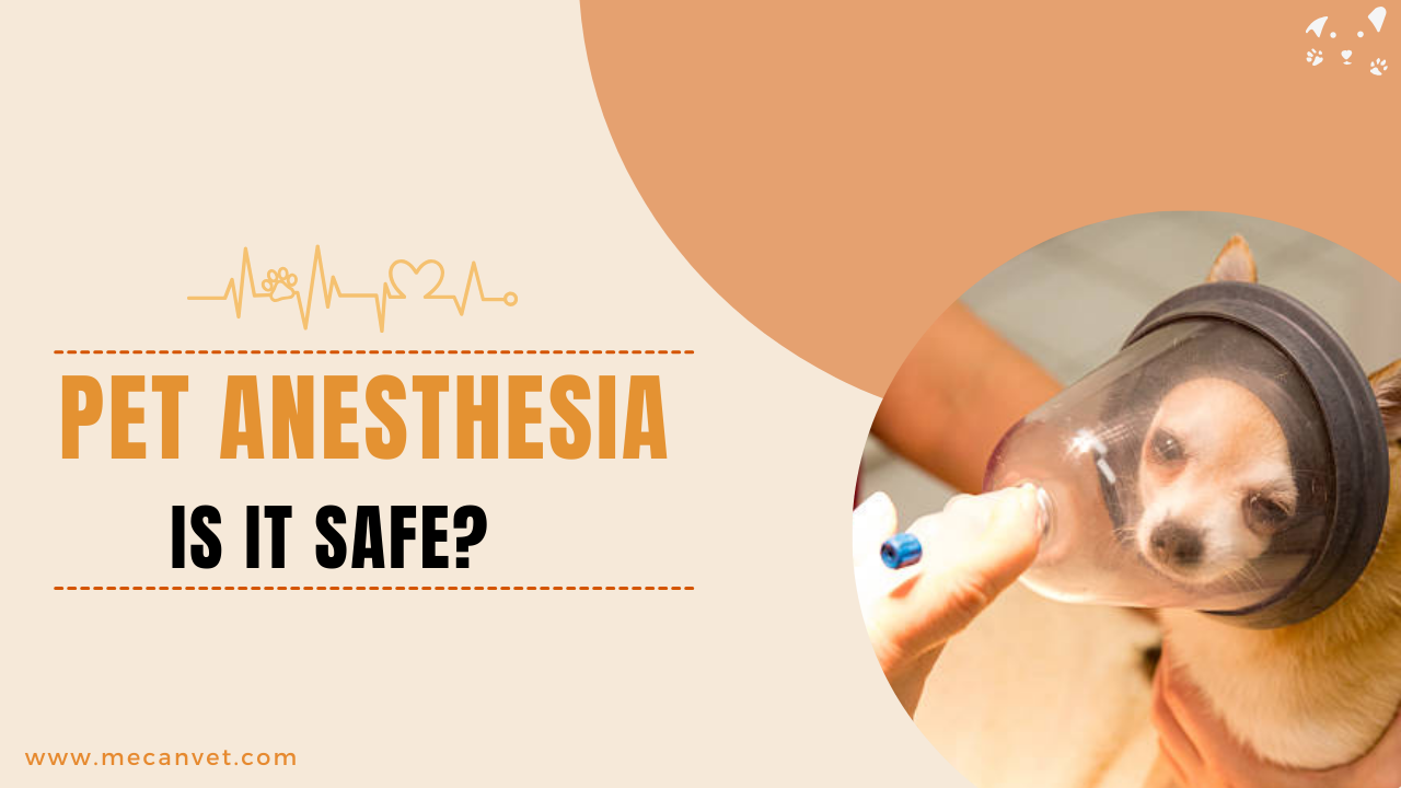 Pet Anesthesia: Is It Safe?
